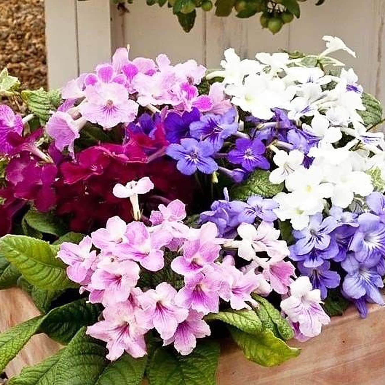 Cape Primrose Streptocarpus Dragon Mixed Flower Seeds - 15 Seeds ...
