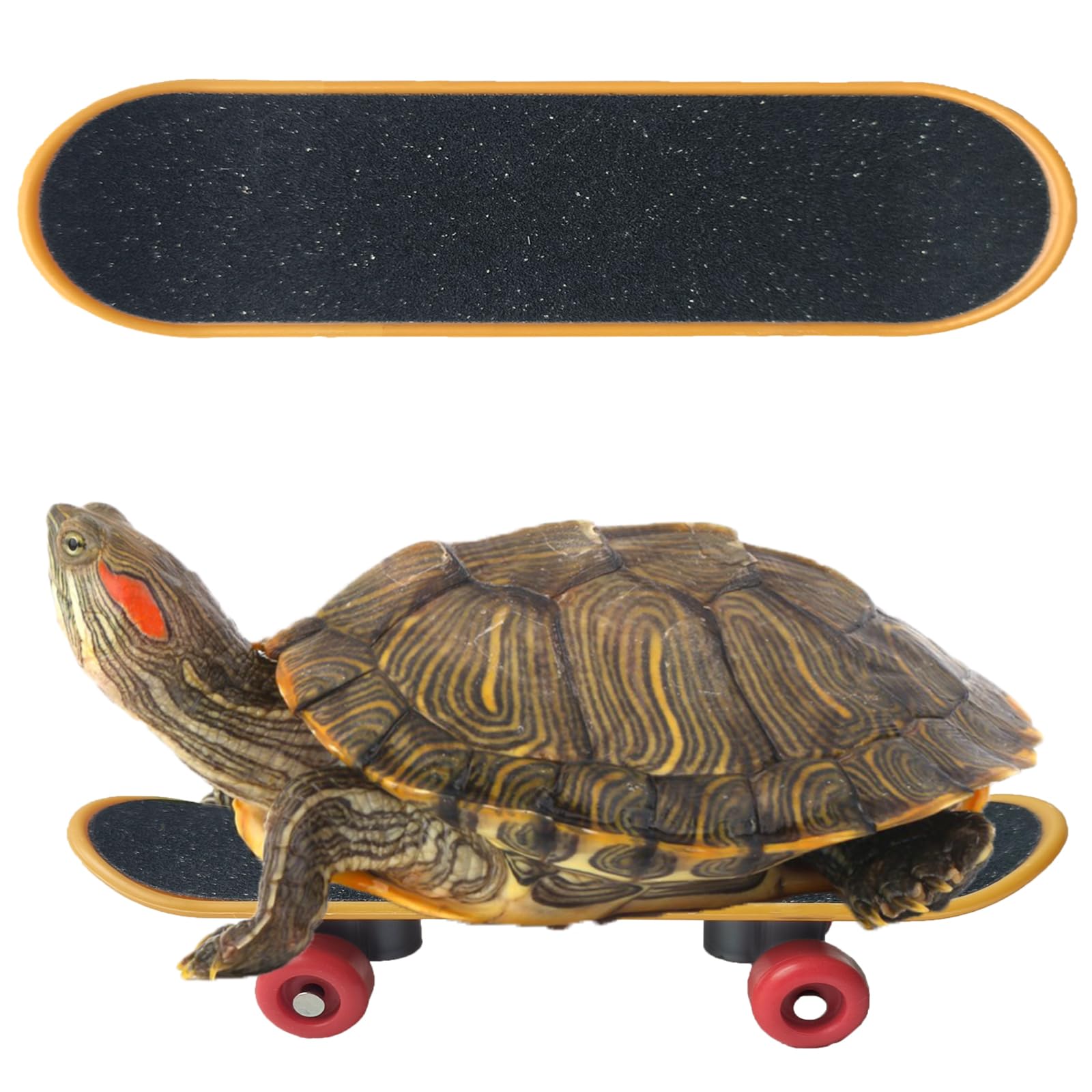 Amazon.com : Nilioerup Turtle Skateboard Toys, Turtle Mini Training ...