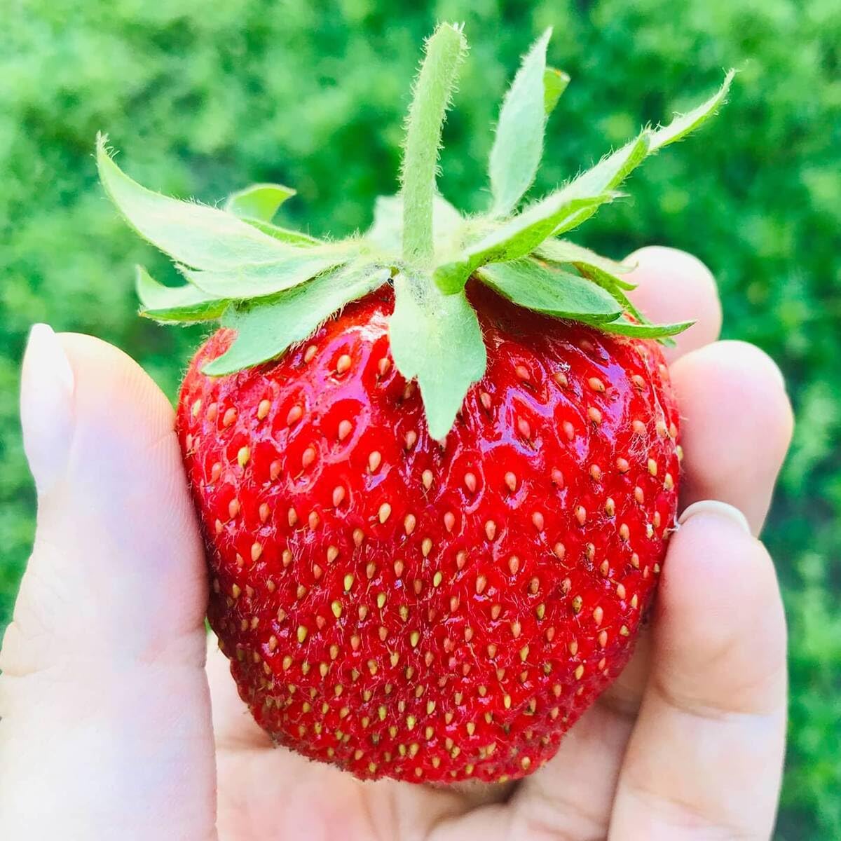 Extra Large Strawberry Plants Super Giant Strawberry Fruit Seeds