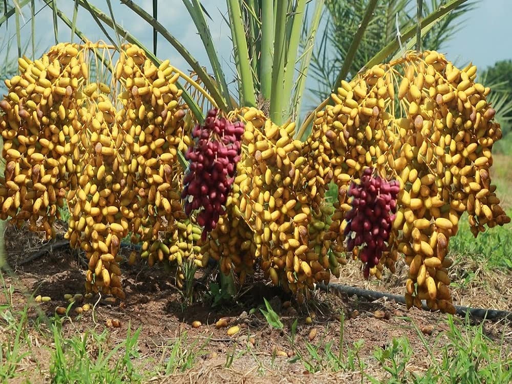 Buy HAPING Deglet Noor Dates Palm Khurma Khajoor variety Dwarf Fruit ...