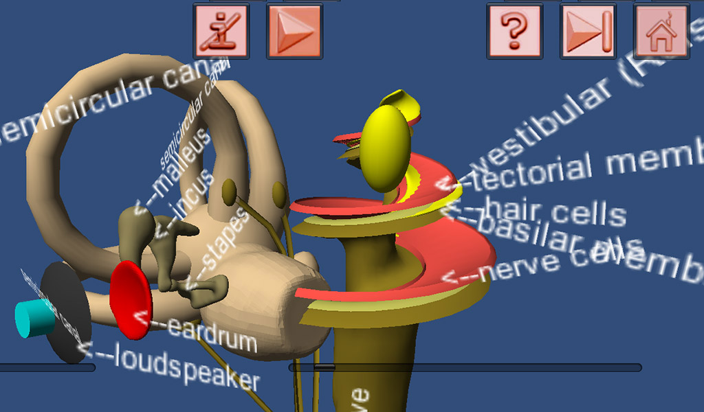 Human Ear Structure and Function in 3D Virtual Reality - App on Amazon ...