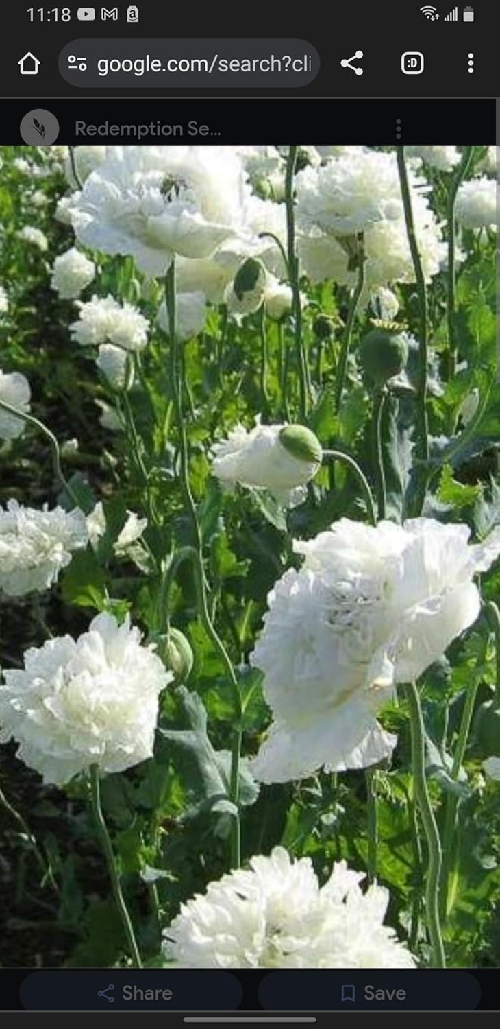 Amazon.com : Rare White Cloud Pom Pom Poppy Seeds Organic 1 Gram 3500 ...