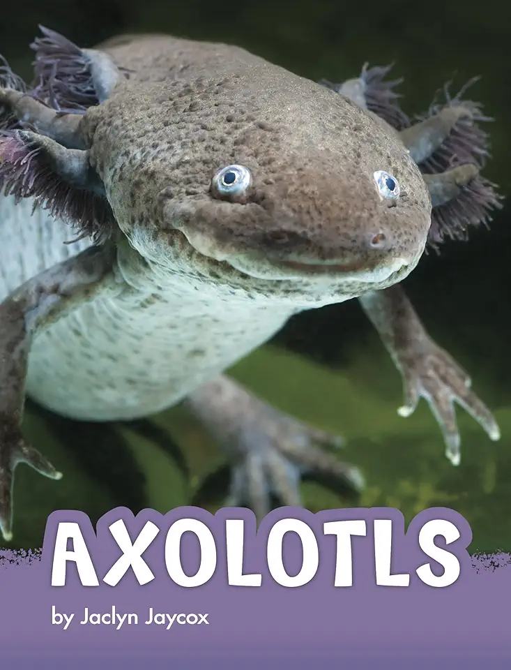 The Importance Of The Axolotl: Revealing Its Vital Role In Ecology And ...