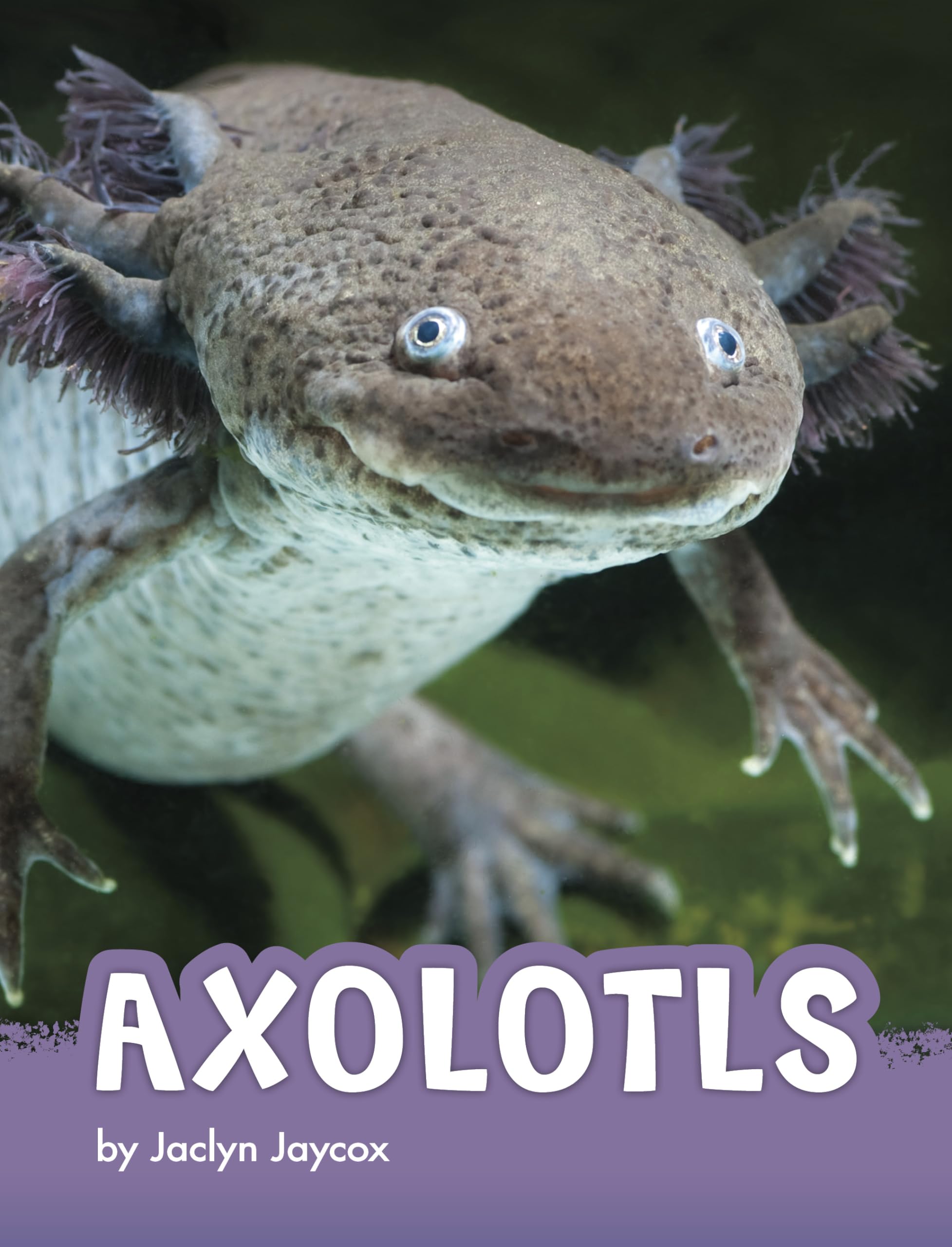 Axolotls (Animals): Jaycox, Jaclyn: 9781666342741: Amazon.com: Books