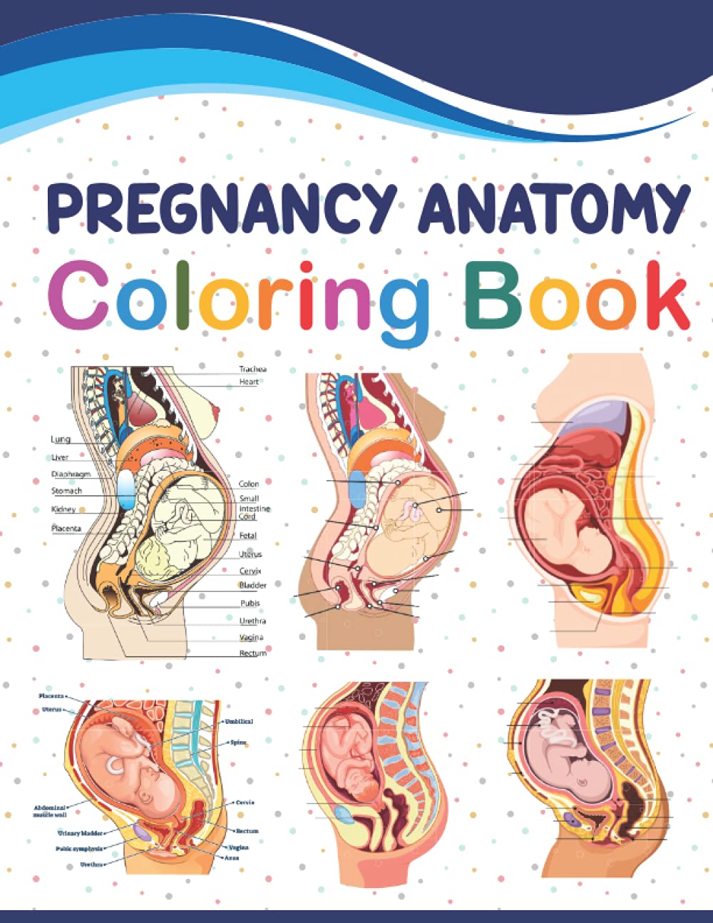 Buy Pregnancy Anatomy Coloring Book: Learn The Pregnancy Anatomy With ...