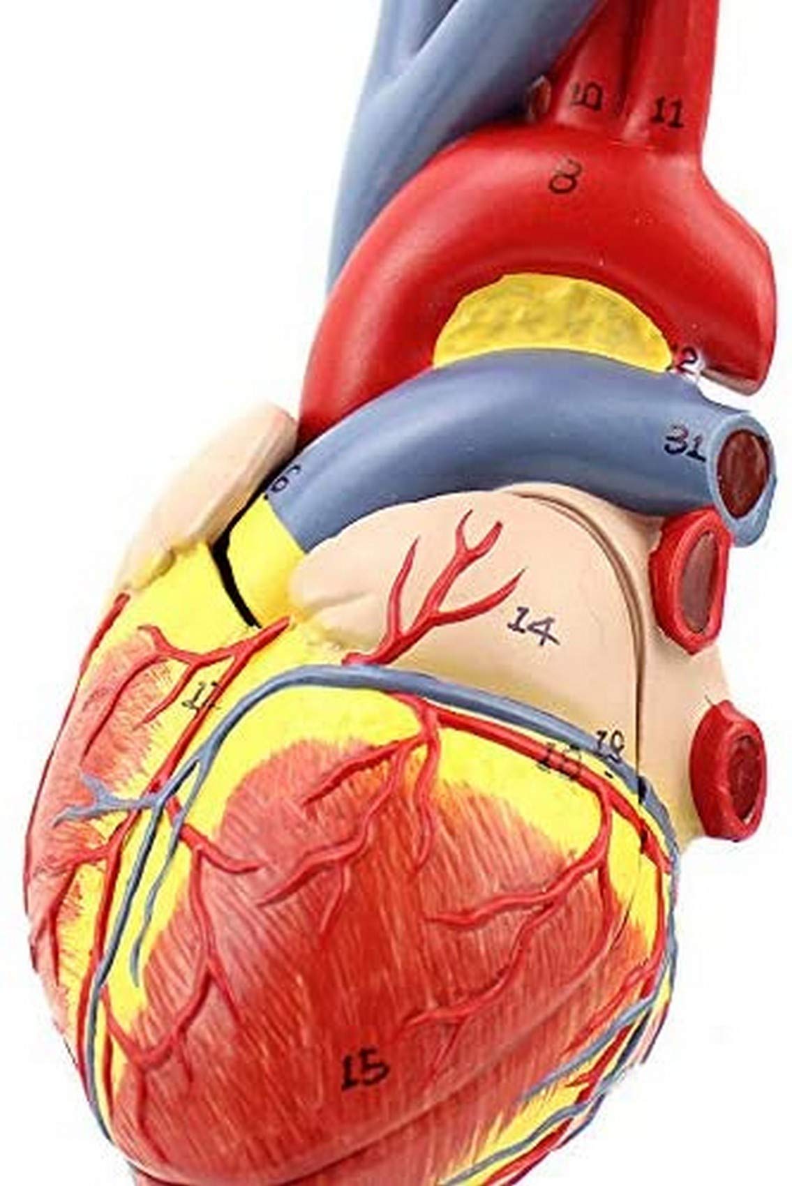 Buy Scientific Heart Model, This heart model shows the anatomy of the ...