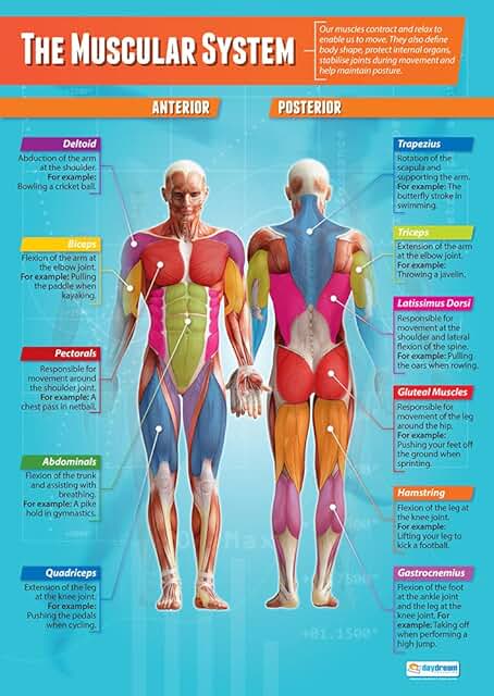 Amazon.co.uk: muscles of the body poster