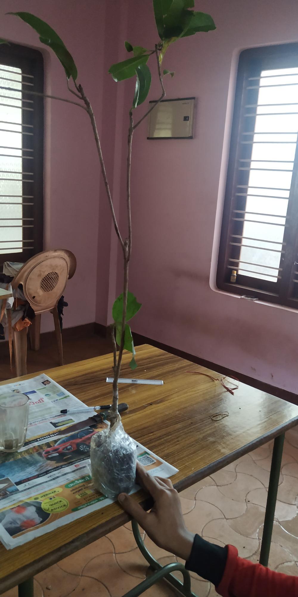 Creative Farmer Live Fruit Plant Sapota Chiku (Sapodilla) Manilkara ...