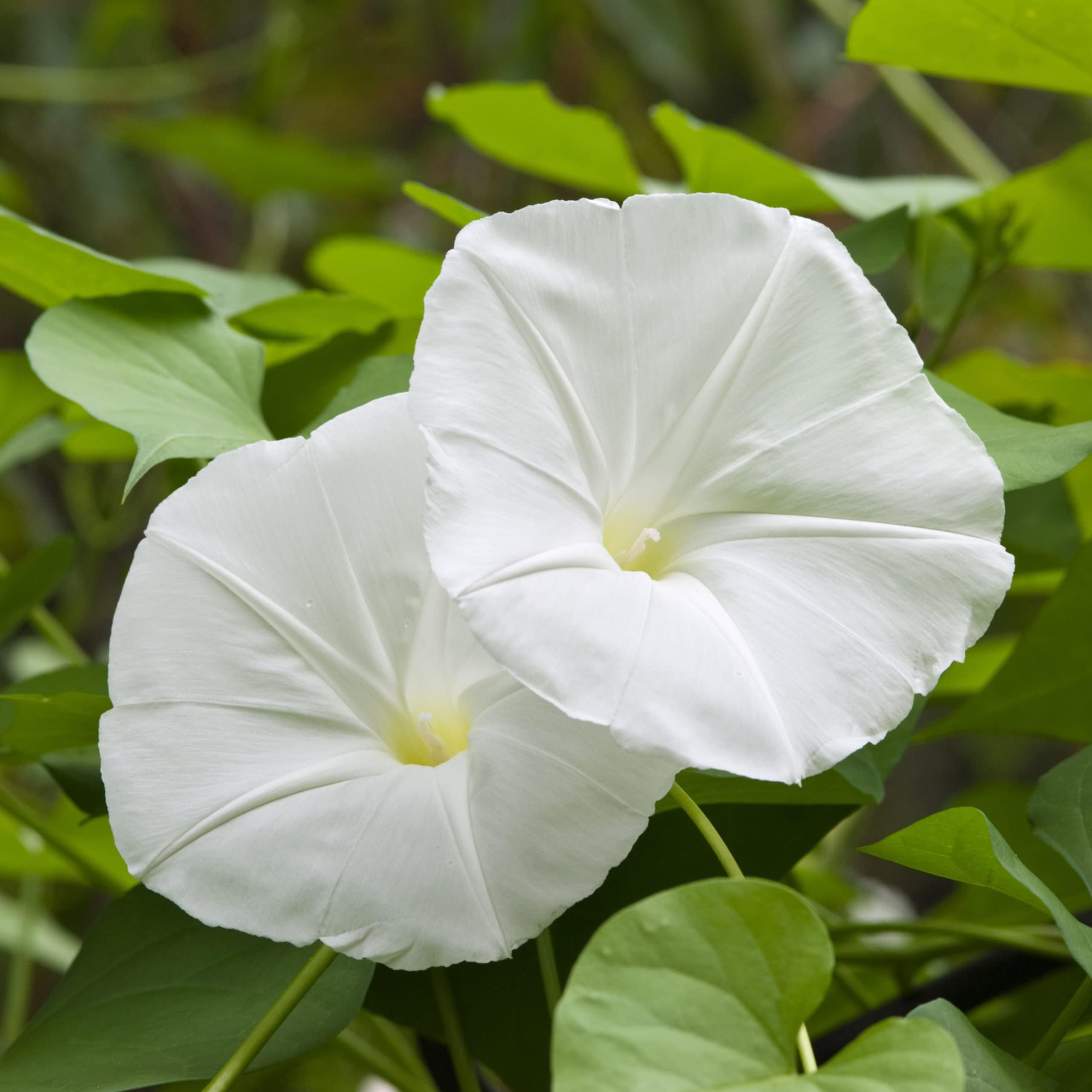 Amazon.com : MITRAEE 10 Giant Moonflower Seeds Blue. : Patio, Lawn & Garden