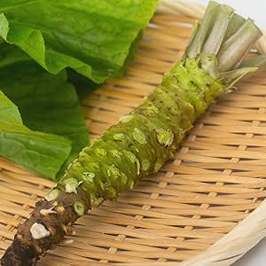Amazon | 伊豆天城産実生生わさび1本（45g-55g） | 伊豆のわさび屋山本食品 | わさび 通販