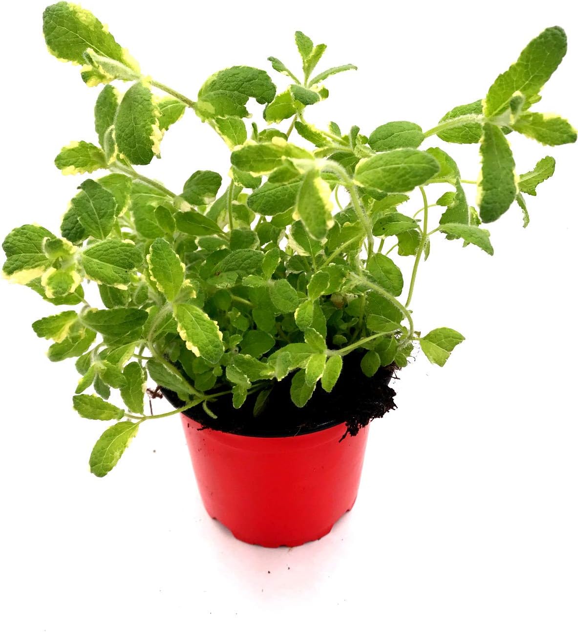 Ananas Minze Mentha suaveolens Kräuter Pflanzen 1 stk. : Amazon.de: Garten