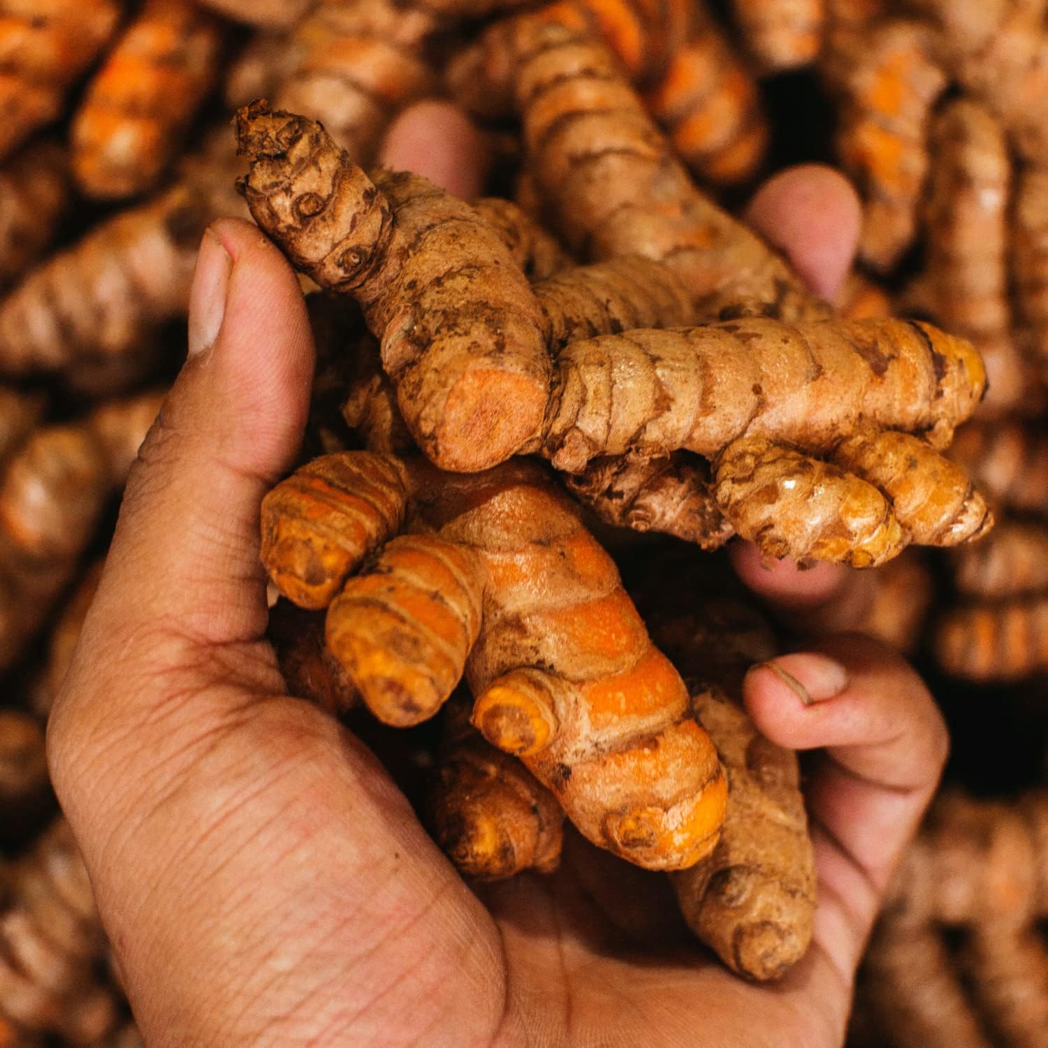 Raíces de cúrcuma fresca de 2 libras de rizomas de cúrcuma cruda a ...