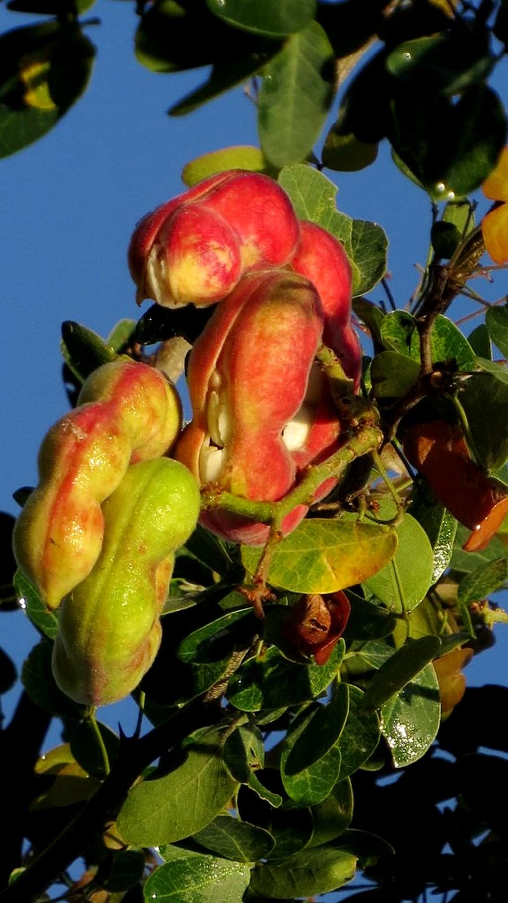 Buy Indiana alife Manilla Tamarind Madras Thorn Sweet tamarind Jangal ...