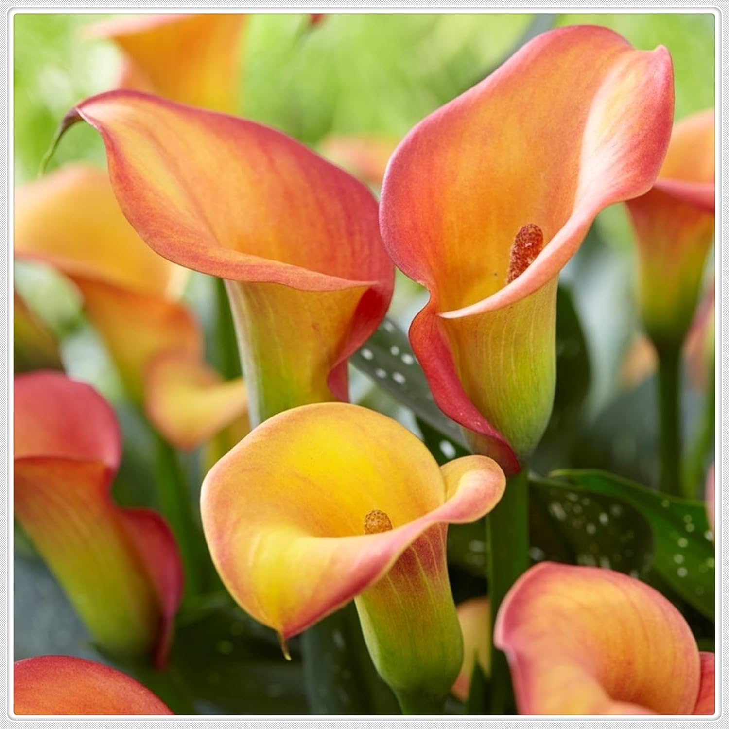 Calla-Lilienzwiebeln,Blumenzwiebeln,Calla Lily,Calla Lily Plant ...