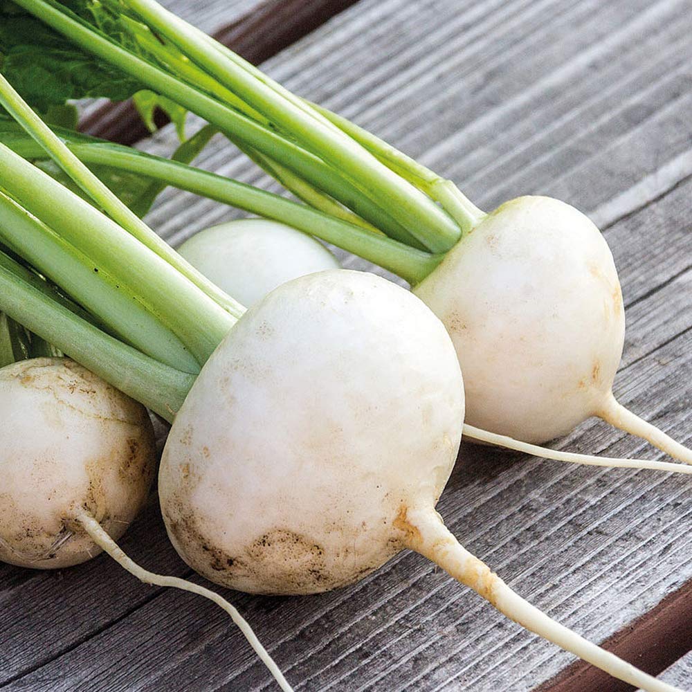 Turnip ‘Rapa De Lodi’ ’ (Brassica rapa, Rapifera Group) Hardy Annual 1 ...