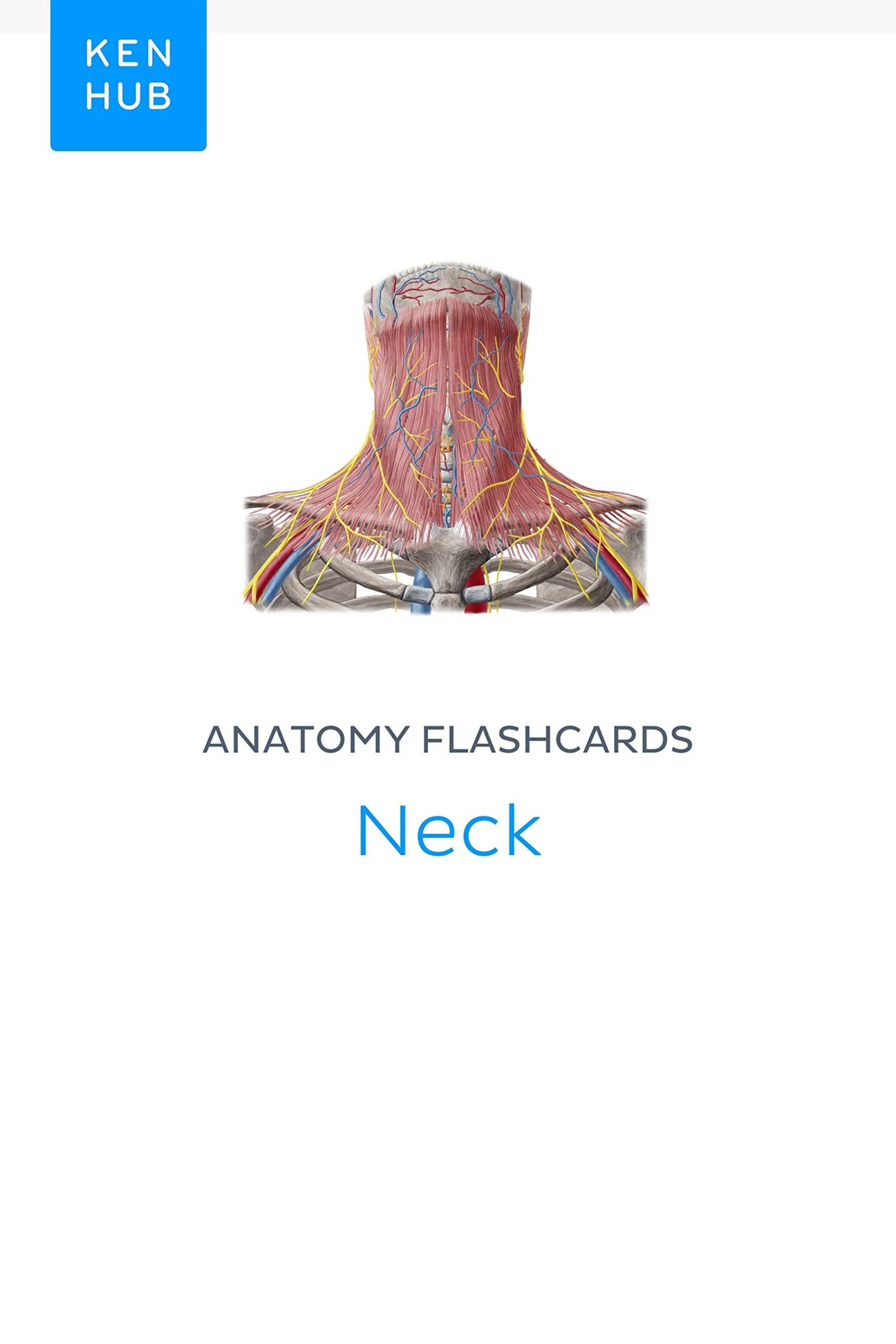 Buy Anatomy flashcards: Neck: Learn all organs, muscles, arteries ...