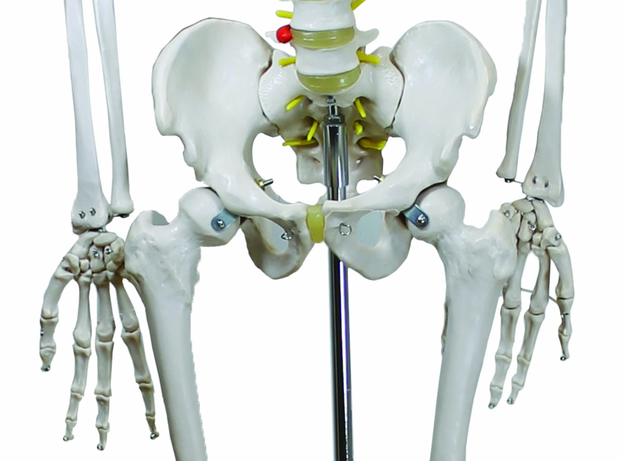 Buy PHYSIQUE Life Size Human Skeleton Model - Human Body Skeleton ...