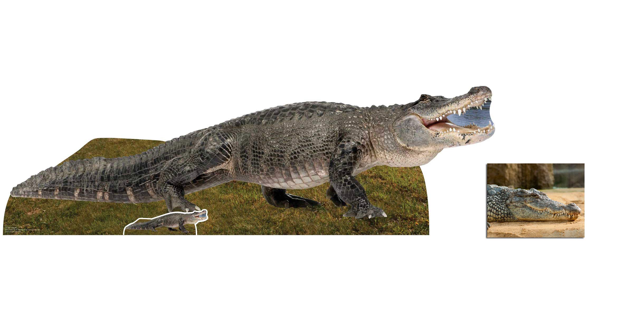 Amazon.com: BundleZ-4-FanZ American Alligator Large Cardboard Cutout ...