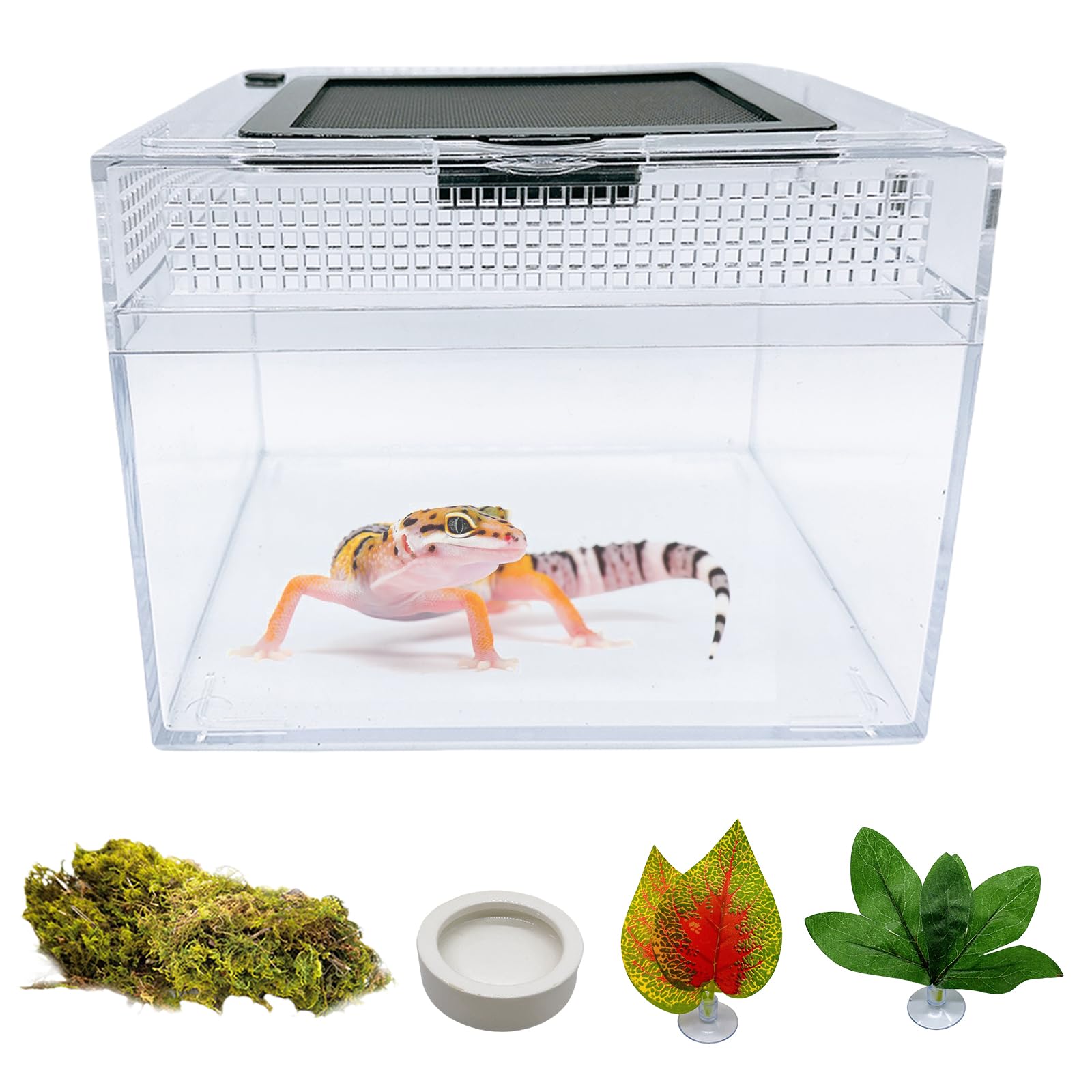 Amazon.com : Acsist Mini Reptile Terrarium 8"x8"x6"Jumping Spider Tank ...