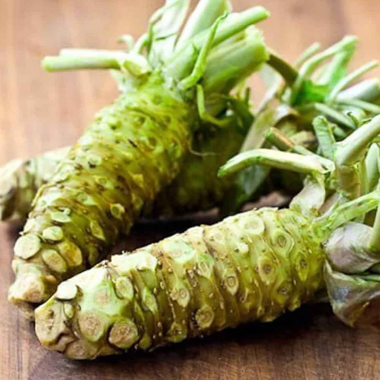 Amazon.com : CHUXAY GARDEN 100 Seeds Eutrema Japonicum,Wasabi,Japanese ...