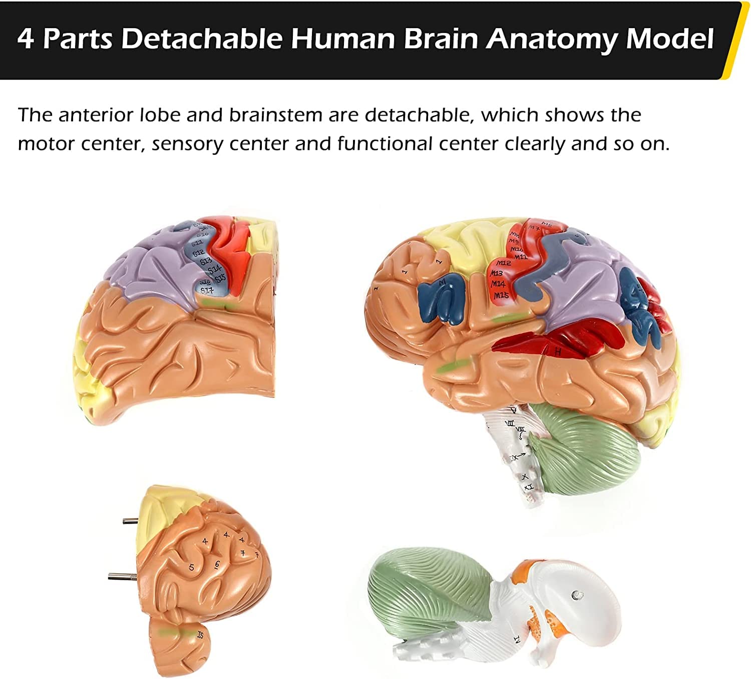 Diagramma Anatomia Del Cervello Diagrammi Del Dottore E Del Cervello