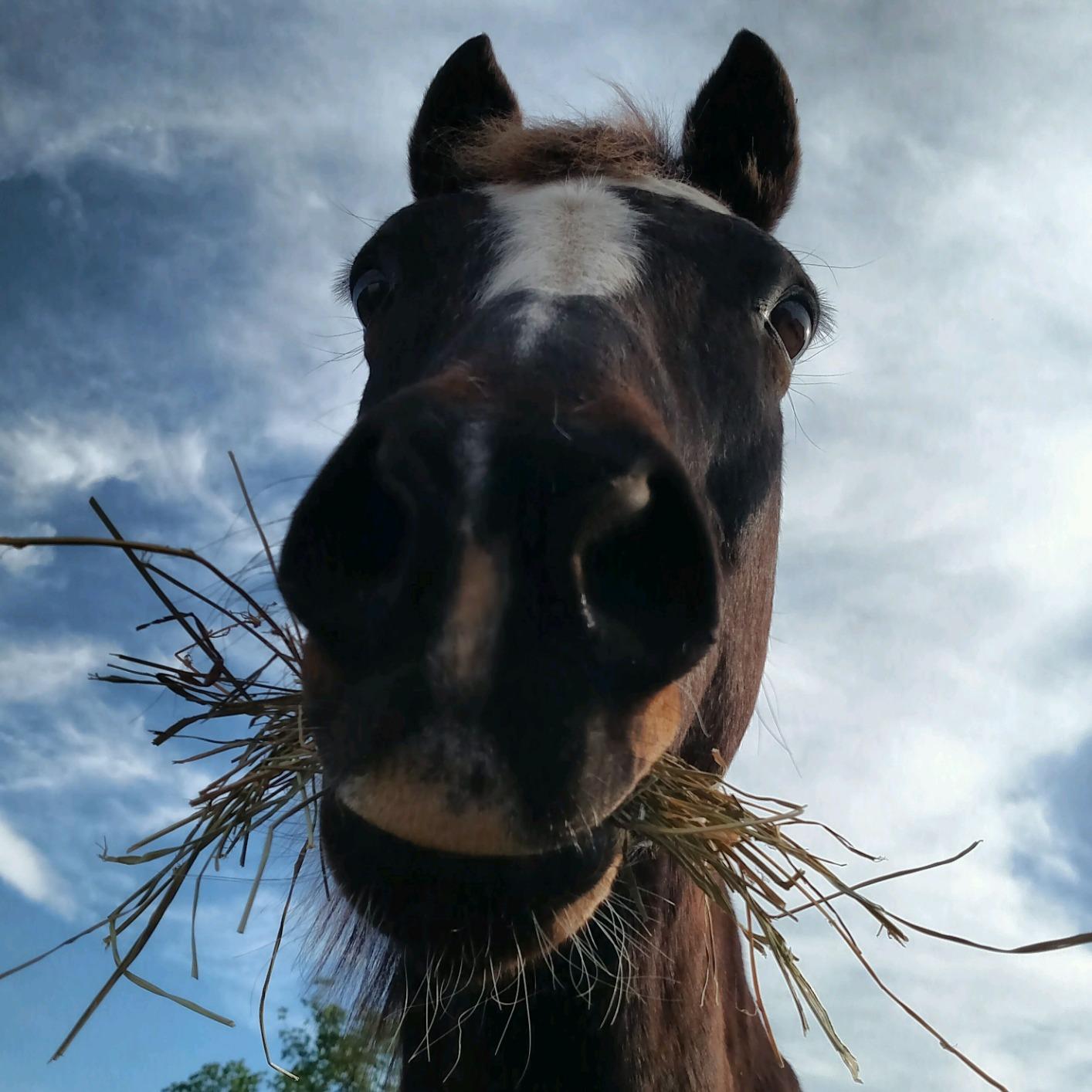 Amazon.com : AniMed Msm Powder - 20 Pound : Horse Nutritional ...