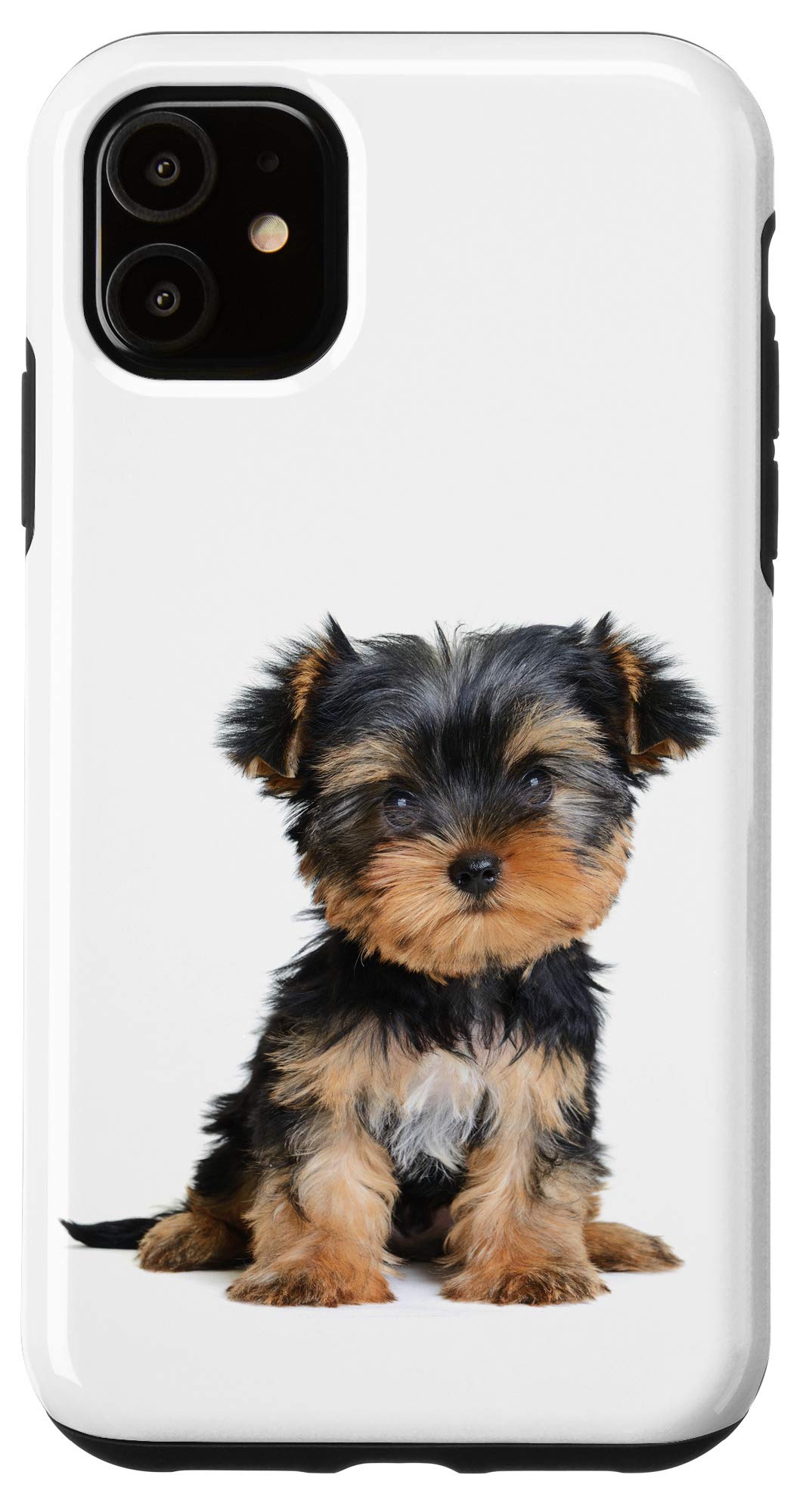 Why Does My Yorkie Scratch So Much