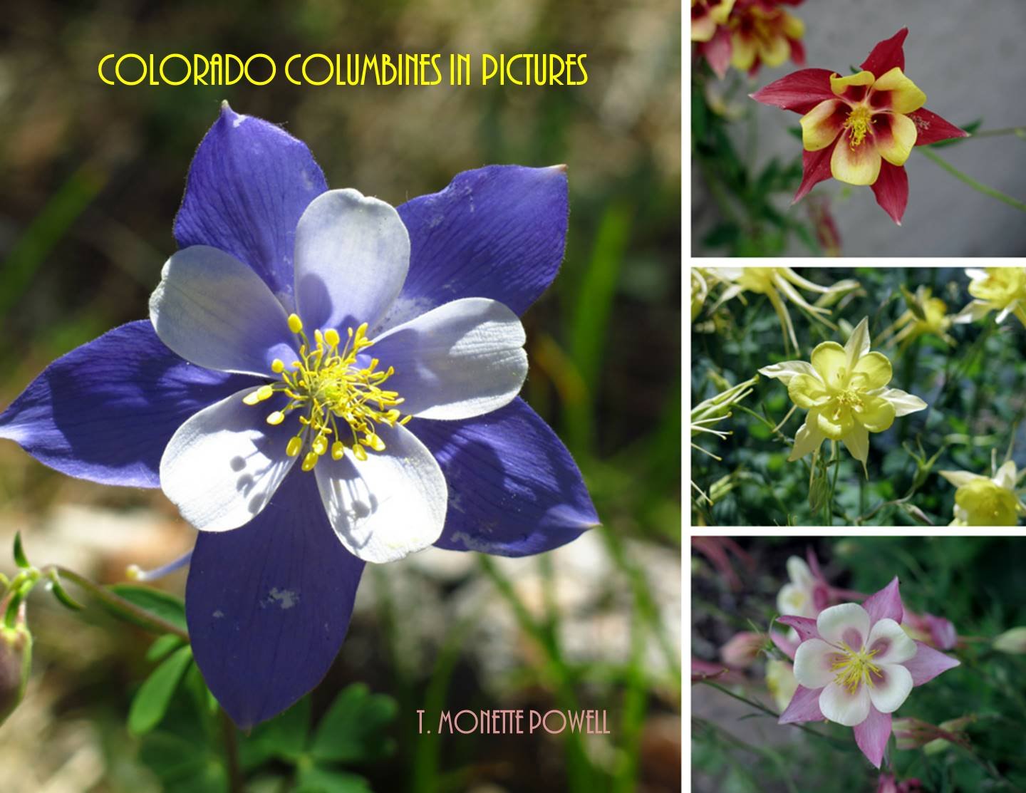 Amazon.com: Colorado Columbines in Pictures eBook : Powell, T. Monette ...