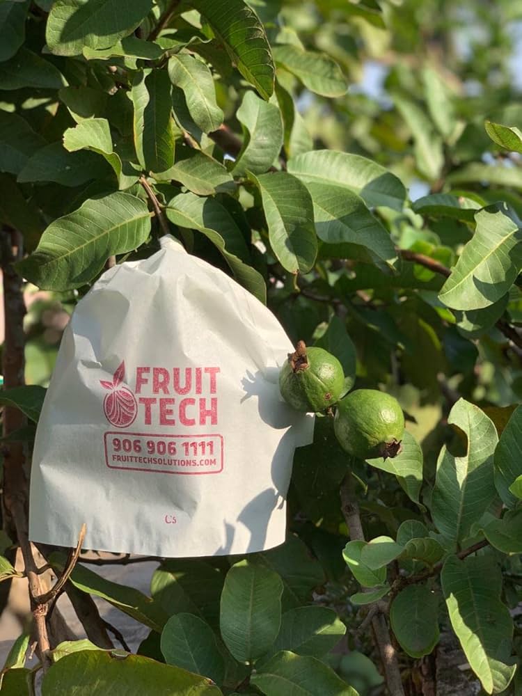 Share More Than 150 Mango Fruit Protection Bags Best Xkldase edu vn Share More Than 150 Mango Fruit Protection Bags Best Xkldase edu vn