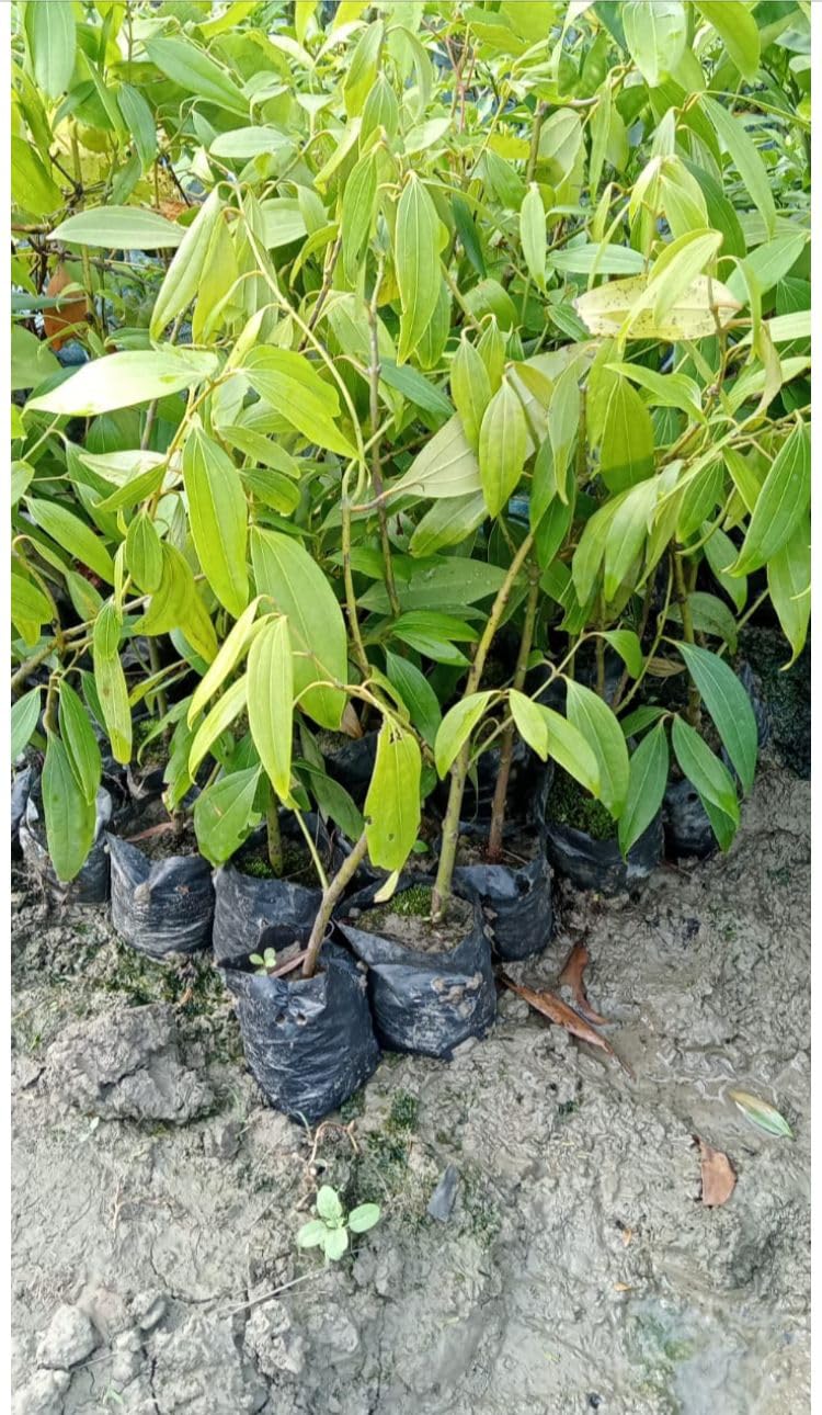Everfit Agro Tej Patta, Tamalpatra, Indian Bay Leaf Plant/size 18 to 24 ...
