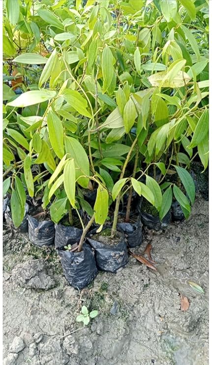Everfit Agro Tej Patta, Tamalpatra, Indian Bay Leaf Plant/size 18 to 24 ...