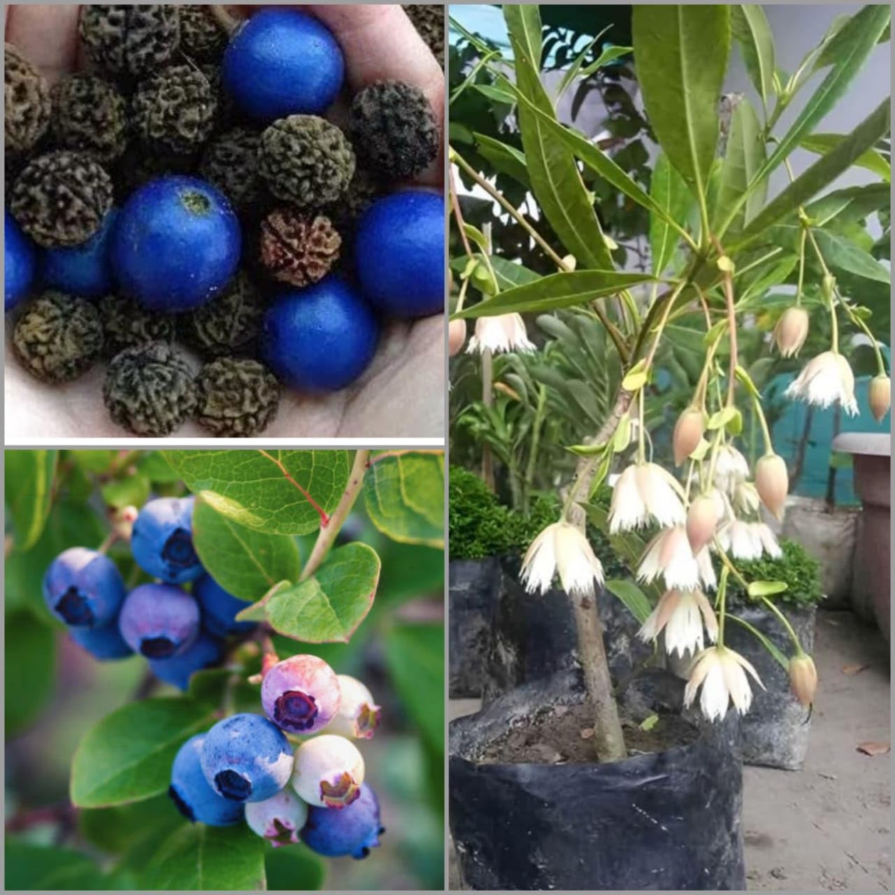 Earth Garden Rudraksha Plant Original Nepal Variety Elaeocarpus ...