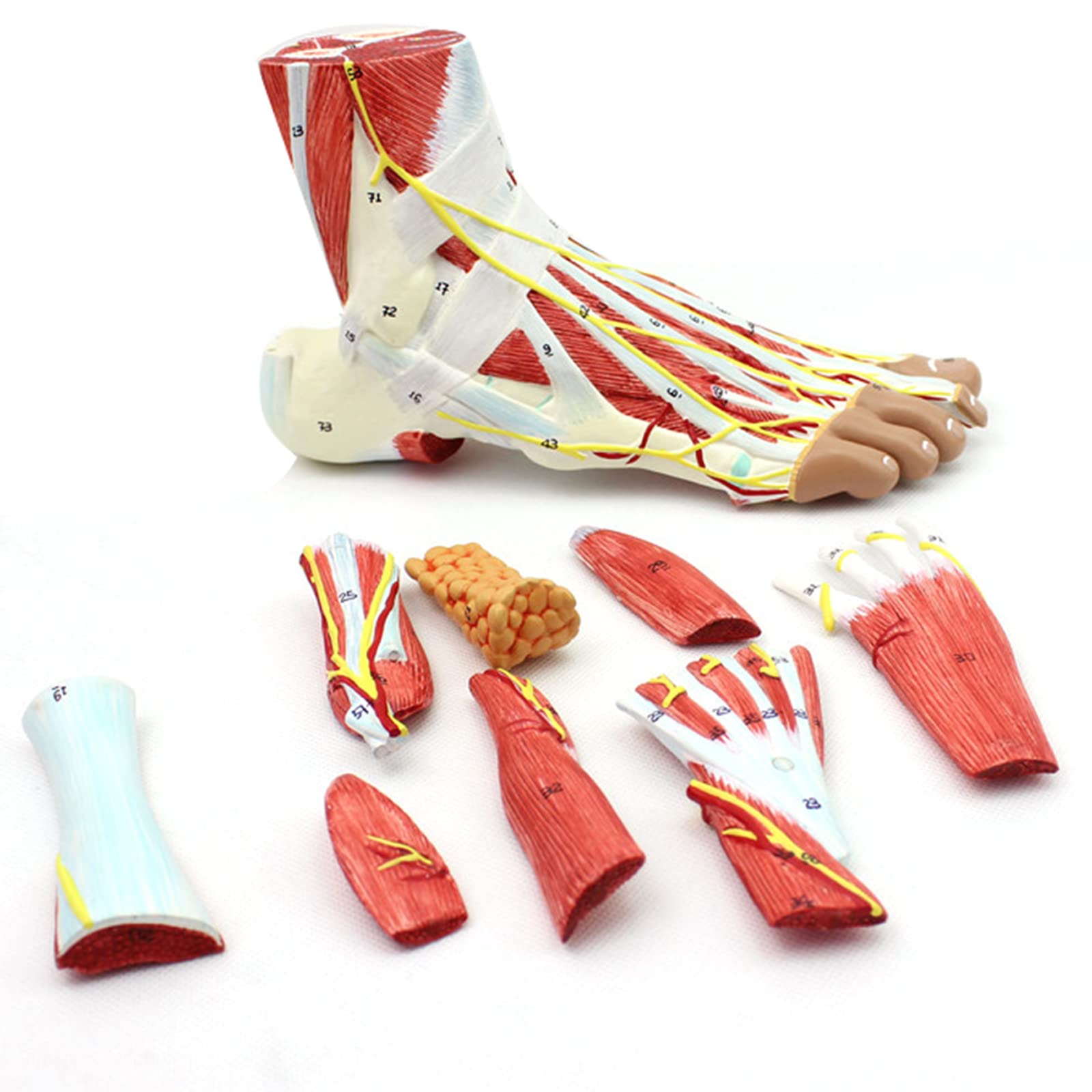 Buy foot model anatomical model, 9-part Human Foot Model Anatomical ...