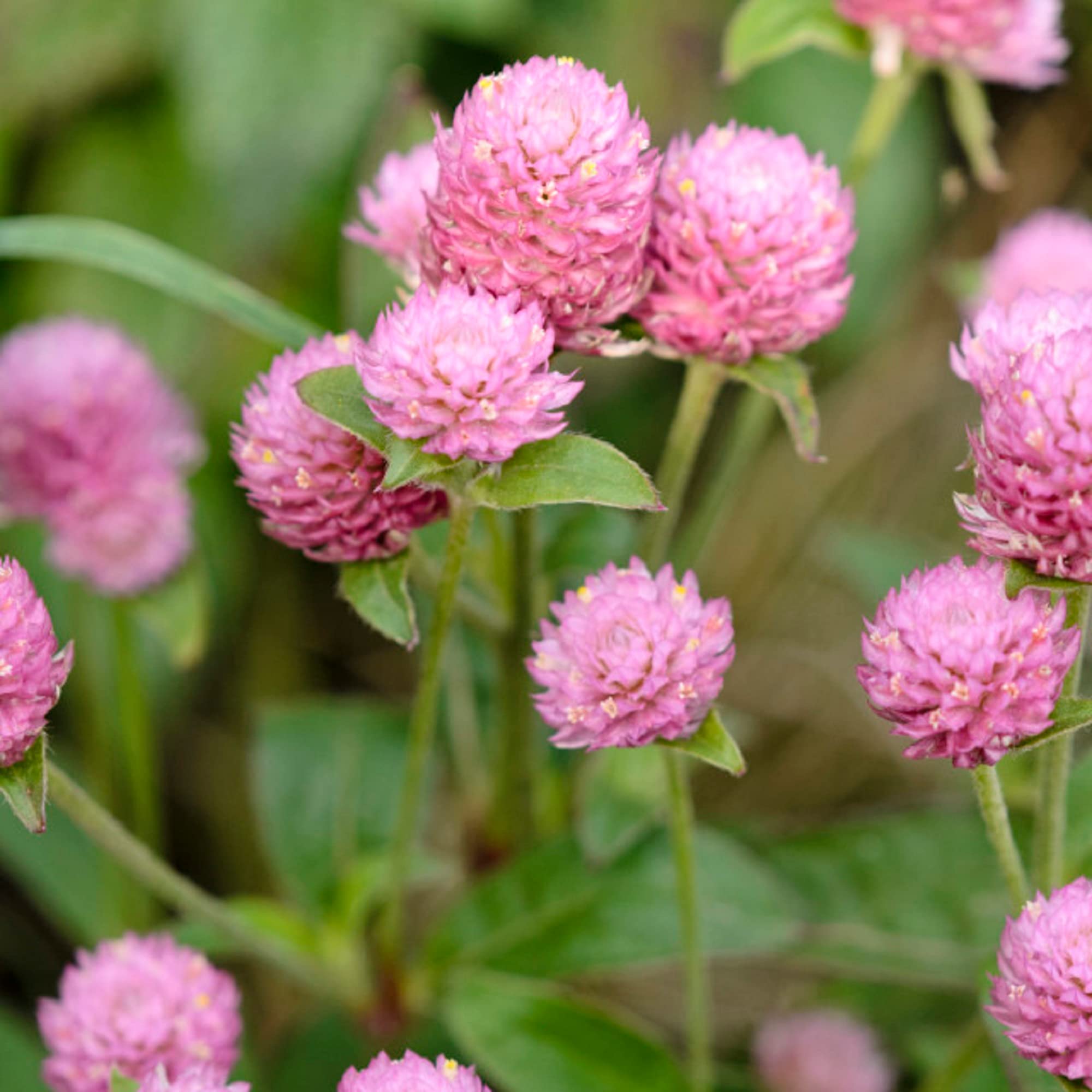 Pink Globe Thistle