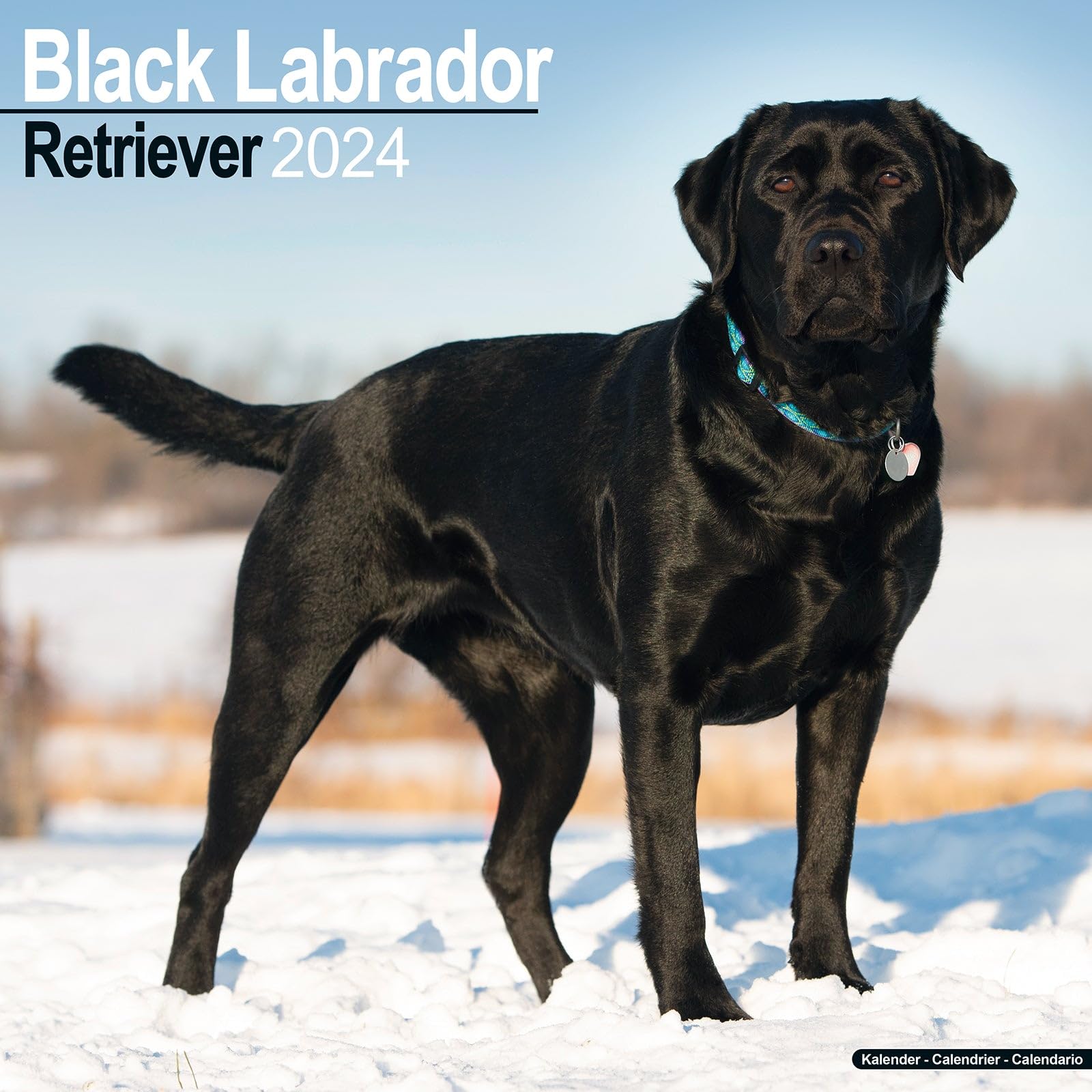European Black Labrador