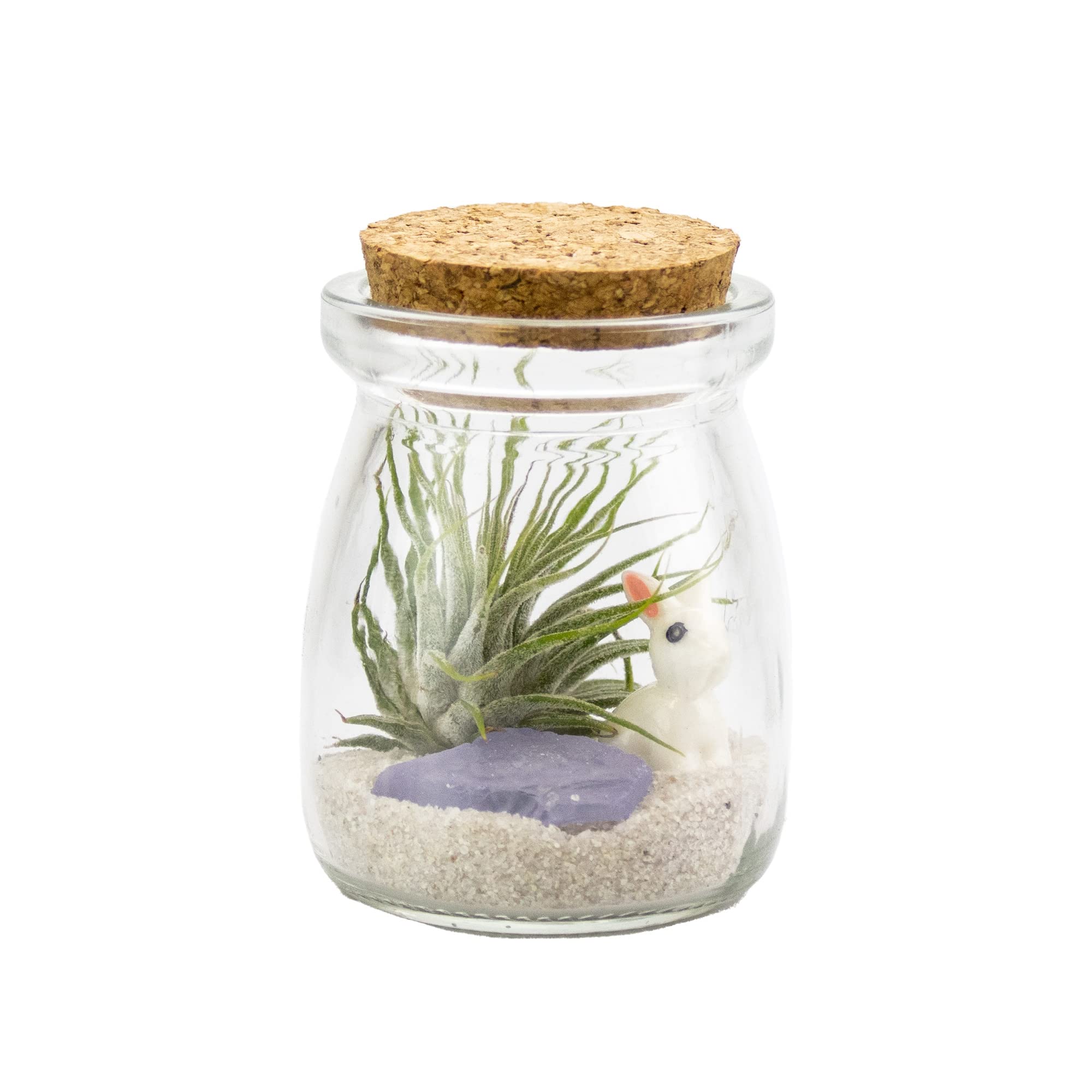 Amazon.com: 3 Inch Mini Glass Jar DIY Terrarium Kit with Live ...