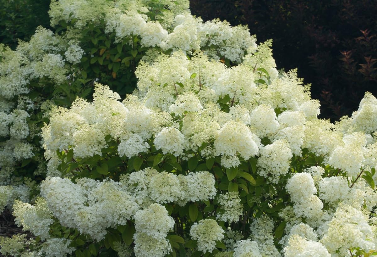 Amazon.com : BoBo® Dwarf Hydrangea Bush - Blooms All Summer - Proven ...