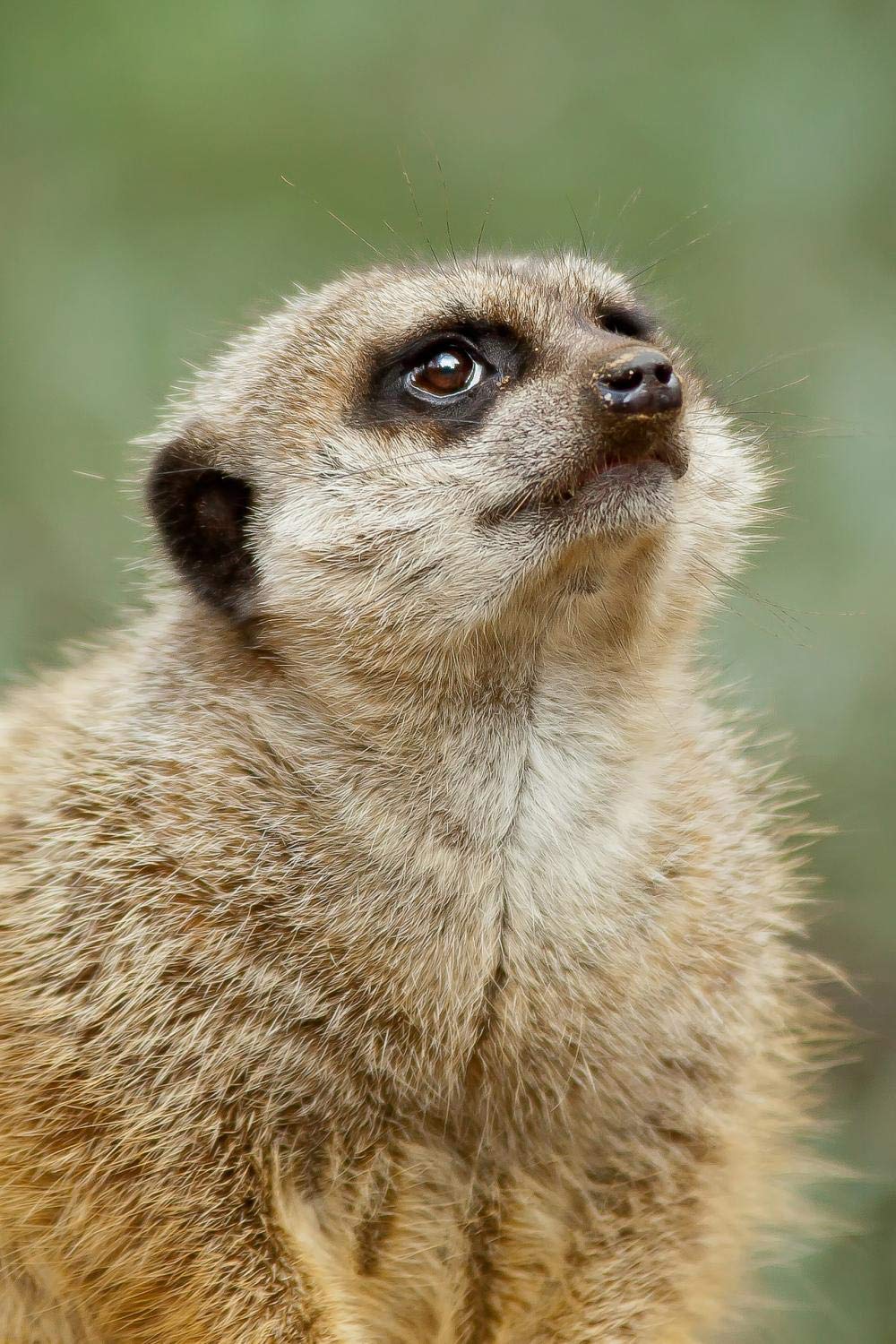 Meerkat Face Paint