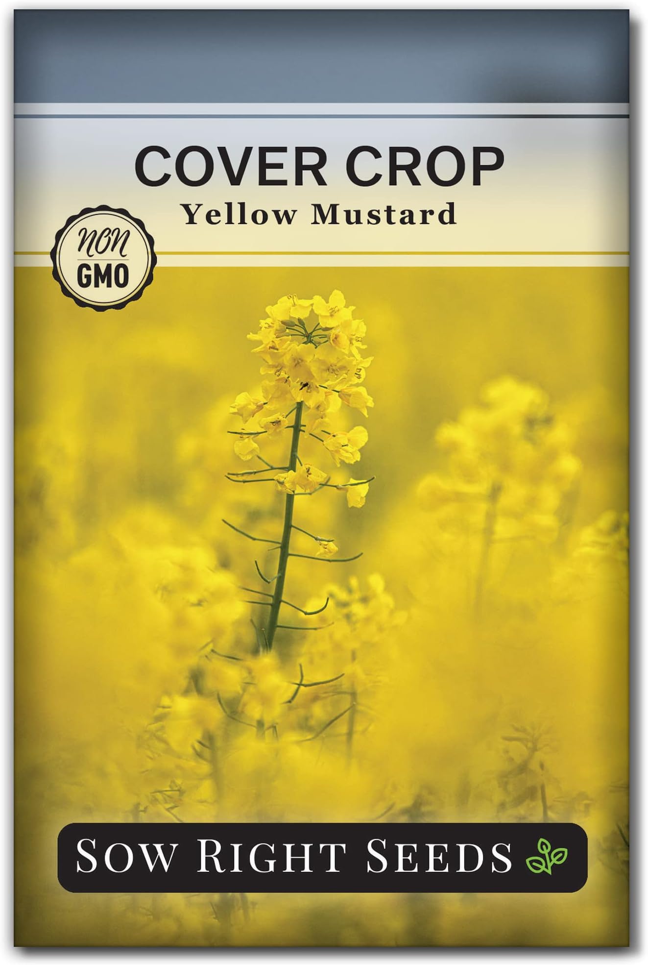 Amazon.com : Mustard Cover Crop Seeds for Planting - 1 Lb ~200,000 ...