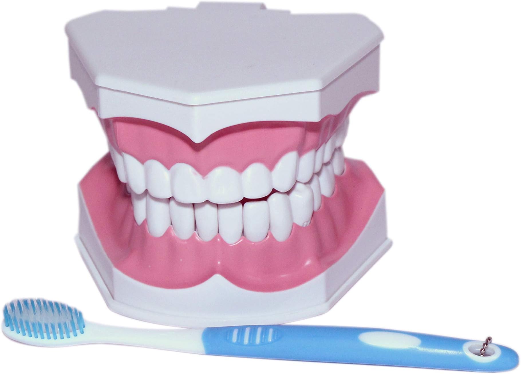 KKI Advance Human Dental Model with Teeth Removal | Perfect Denture ...