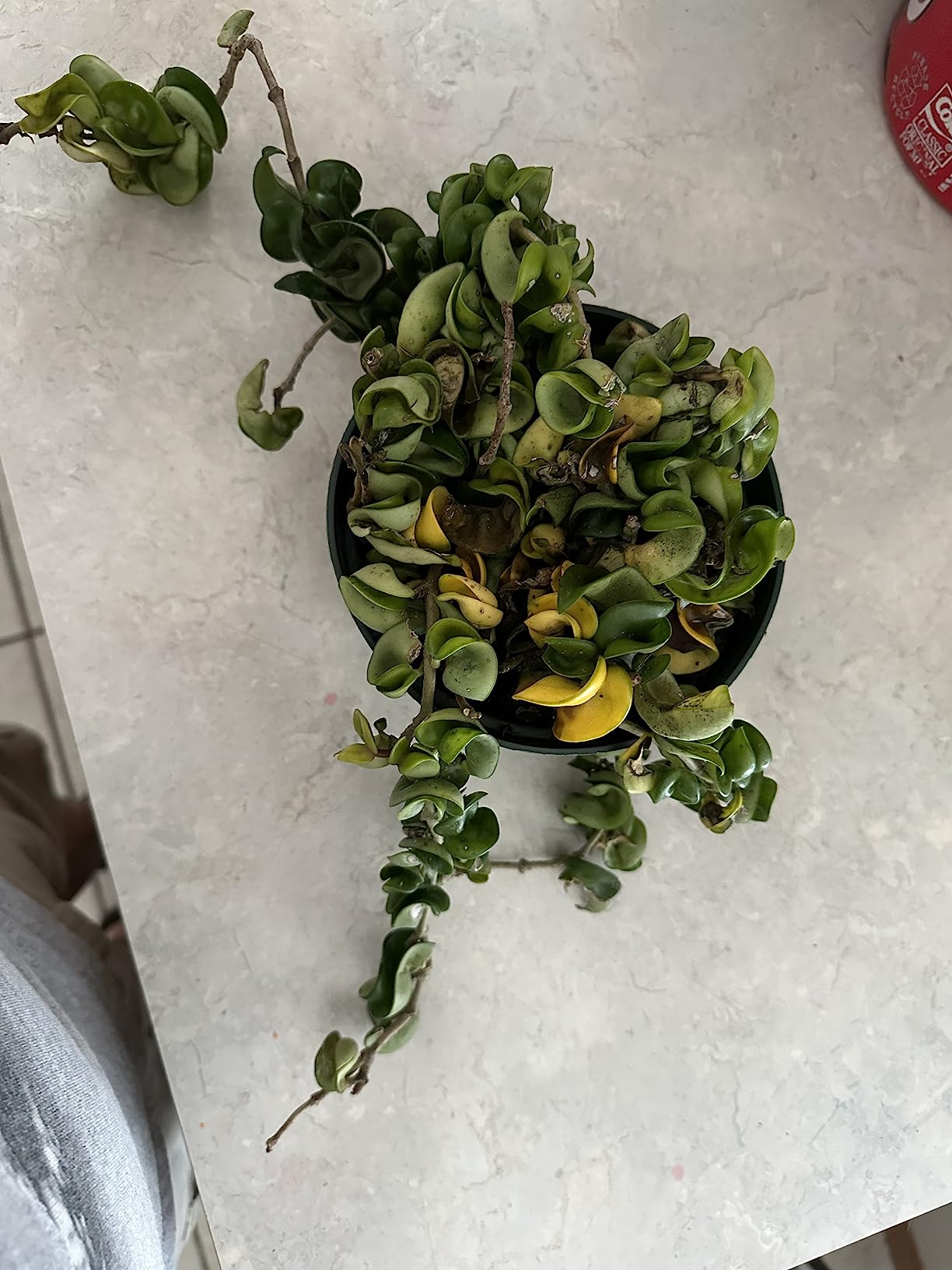 $3/mo - Finance Hoya Compacta aka Hoya Hindu Rope Available in 2", 4 ...