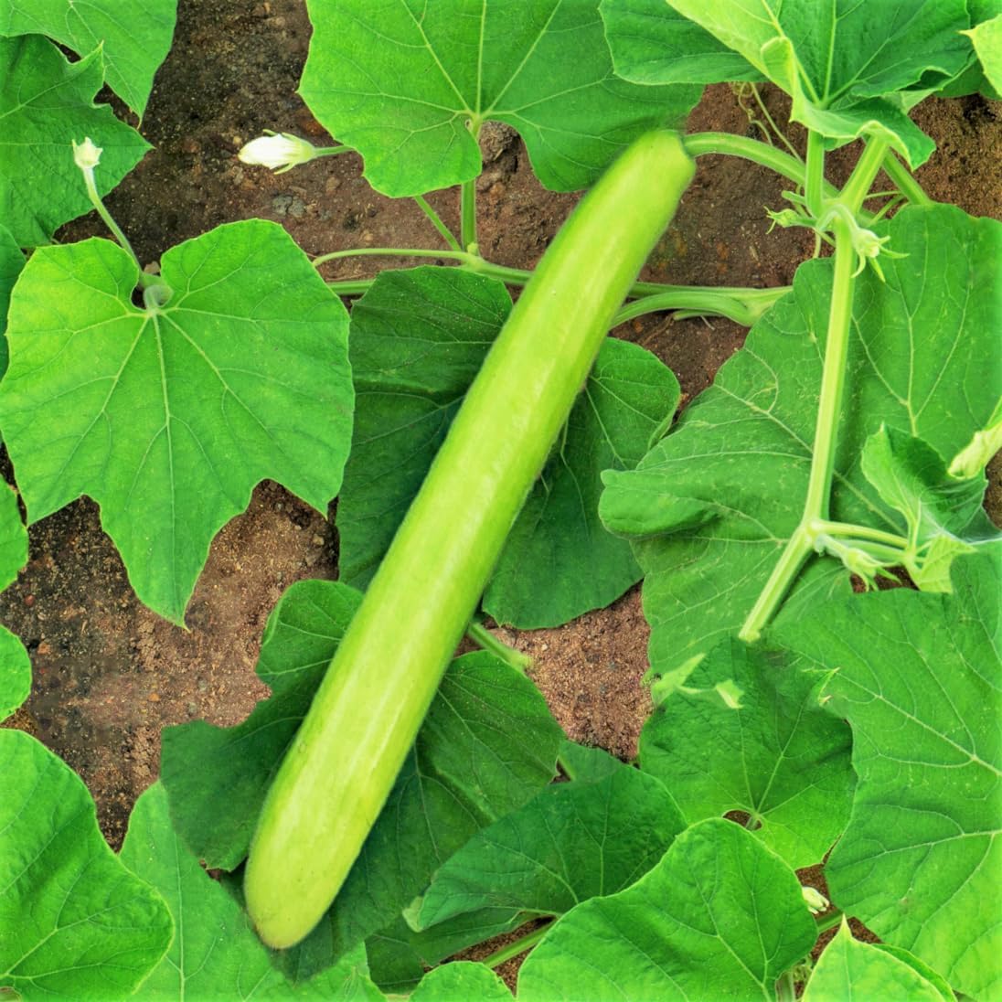 Amazon.com : TomorrowSeeds - Big Green Sausage Bottle Gourd Seeds - 20 ...