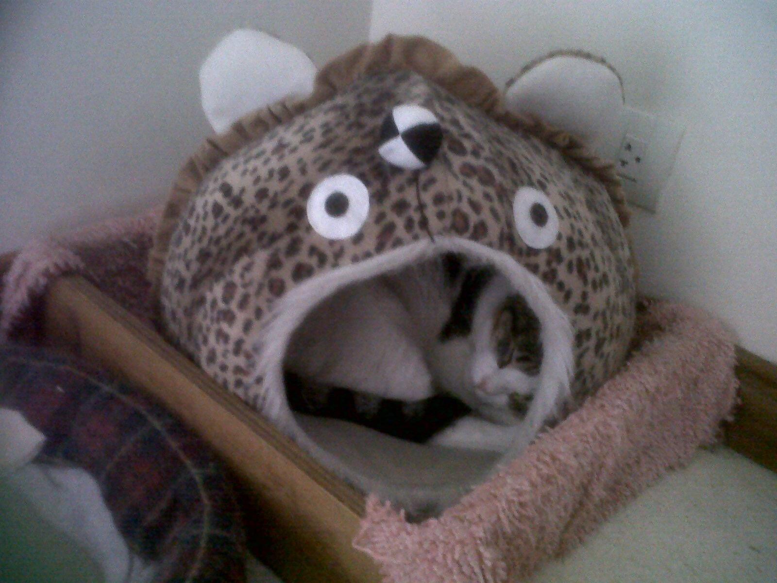 Amazon.com : Meow Town Cat Cave : Pet Beds : Pet Supplies