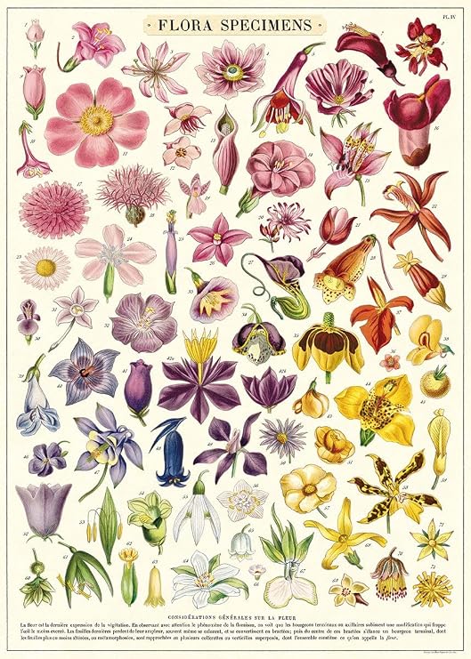 Amazon.com: Cavallini & Co. Decorative Wrap Poster, Flora Specimens, 20 ...