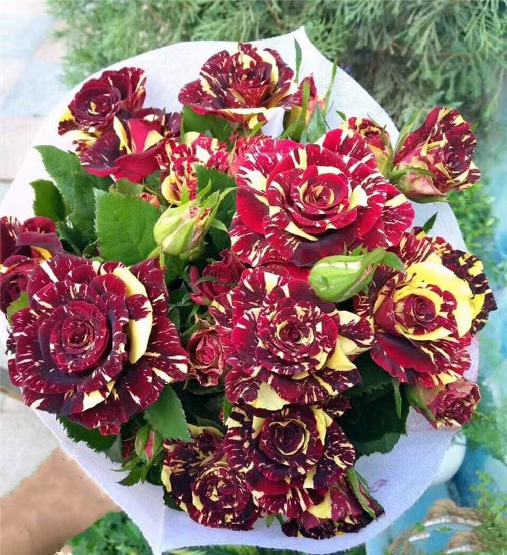 Meteor Shower Rose Seeds 100+ （Rosa Rugosa Thunb）Easy Grow Organic ...