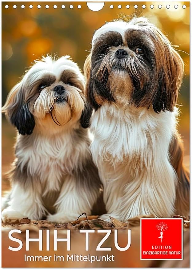 Amazon.com: Shih Tzu - always the center of attention, US-Version (Wall ...