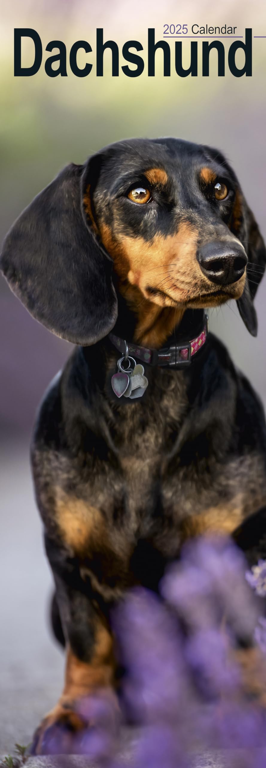 Dachshund Slim 2025 Slimline Wall Calendar | Dog Breed Calendar ...