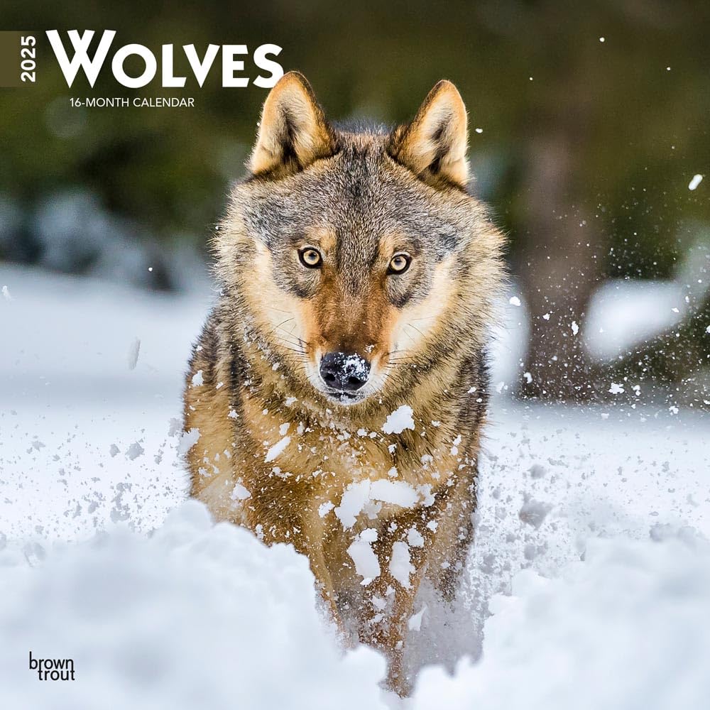 Wolves 2025 12 X 24 Inch Monthly Square Wall Calendar: Browntrout ...