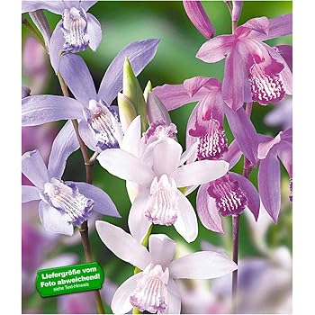 Japanische Weie Vogelblume Kaufen