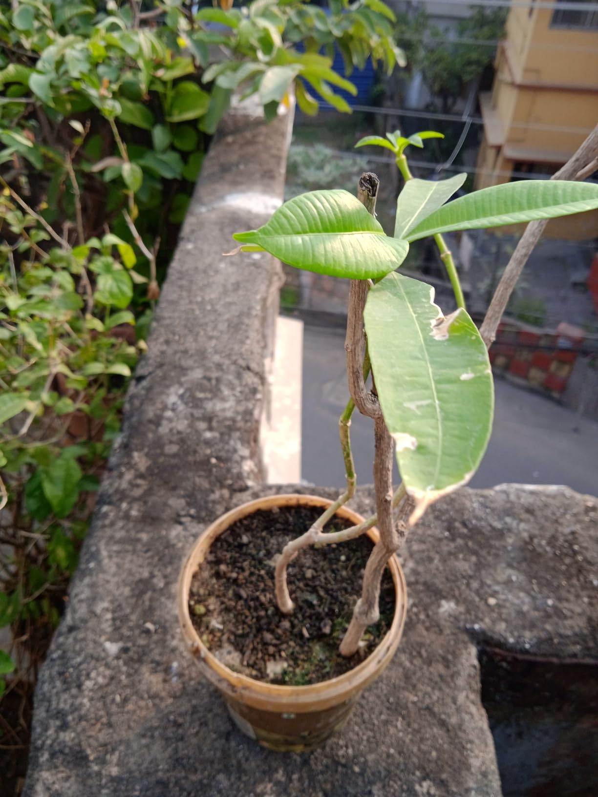 Plant House Live Alstonia - Dita Tree - Saptaparni Plant : Amazon.in ...